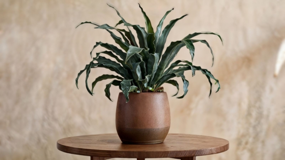 How to Plant, Grow, and Care for Rohdea Japonica