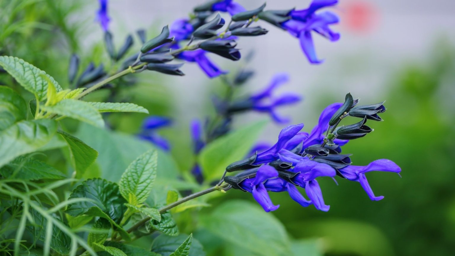 How to Plant, Grow, and Care for Salvia Guaranitica