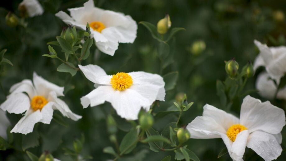 How to Plant, Grow, and Care for Romneya Coulteri