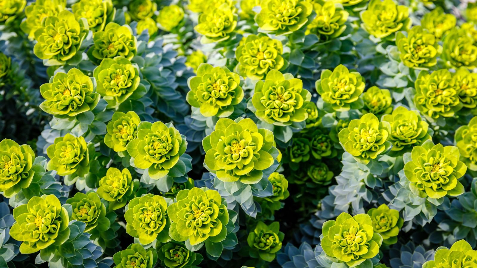 How To Plant, Grow, and Care for Myrtle Spurge (Euphorbia Myrsinites)