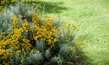 Lavender Cotton: Santolina Chamaecyparissus - Epic Gardening