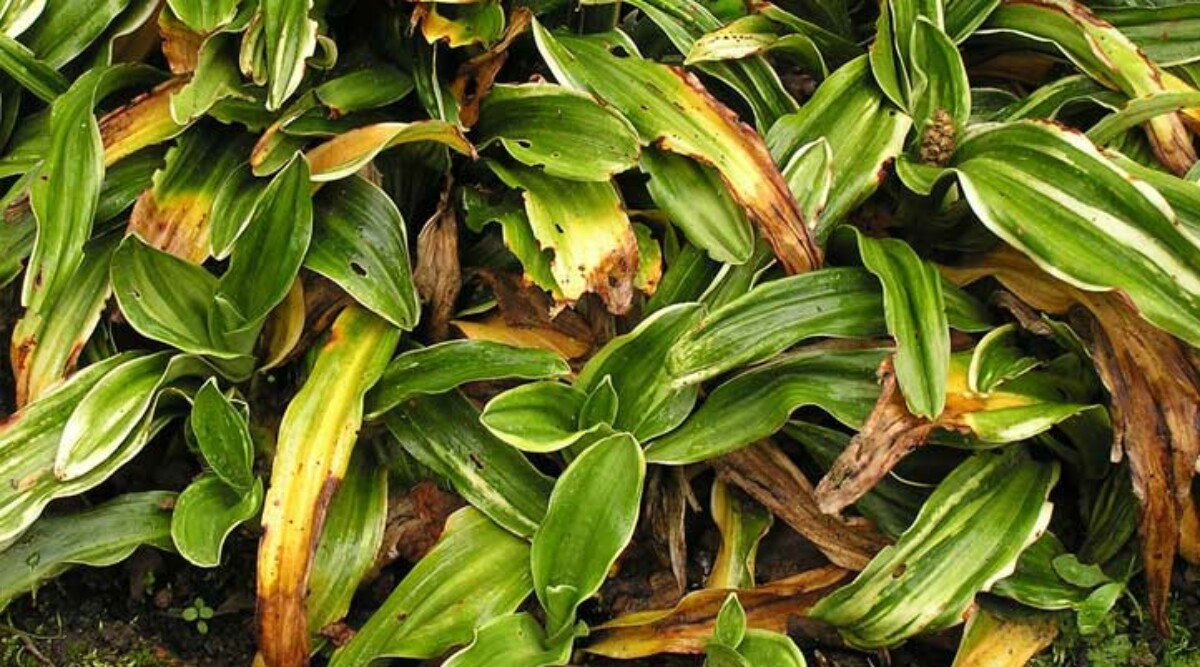 How to Plant, Grow, and Care for Rohdea Japonica