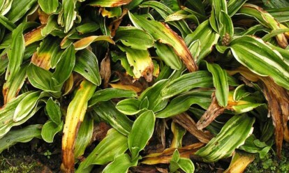 Rohdea Japonica: Growing Japanese Sacred Lily- Epic Gardening