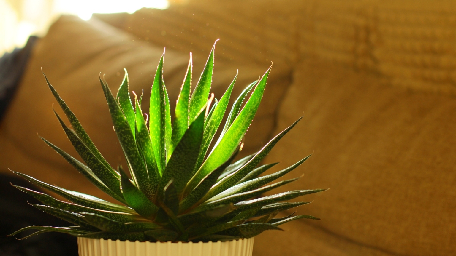 How to Plant, Grow, and Care for Aloe Aristata