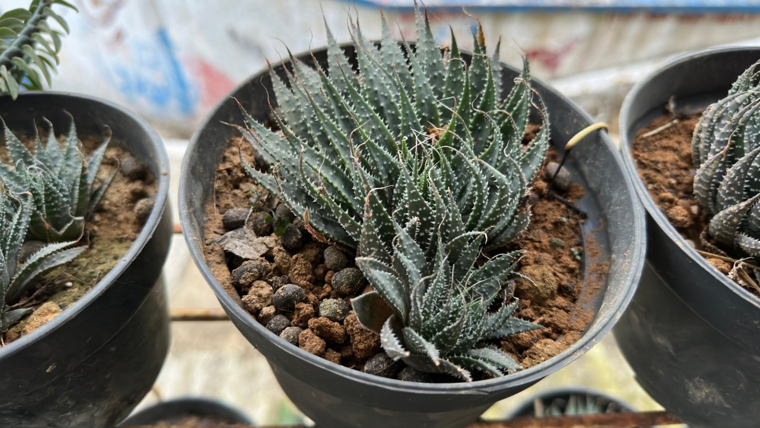 How to Plant, Grow, and Care for Aloe Aristata