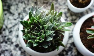 Aloe Aristata Care: How to Grow Lace Aloe Plants - Epic Gardening