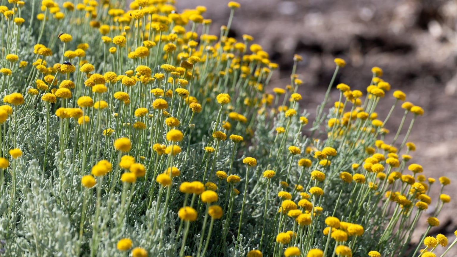 How to Plant, Grow, and Care for Santolina Chamaecyparissus
