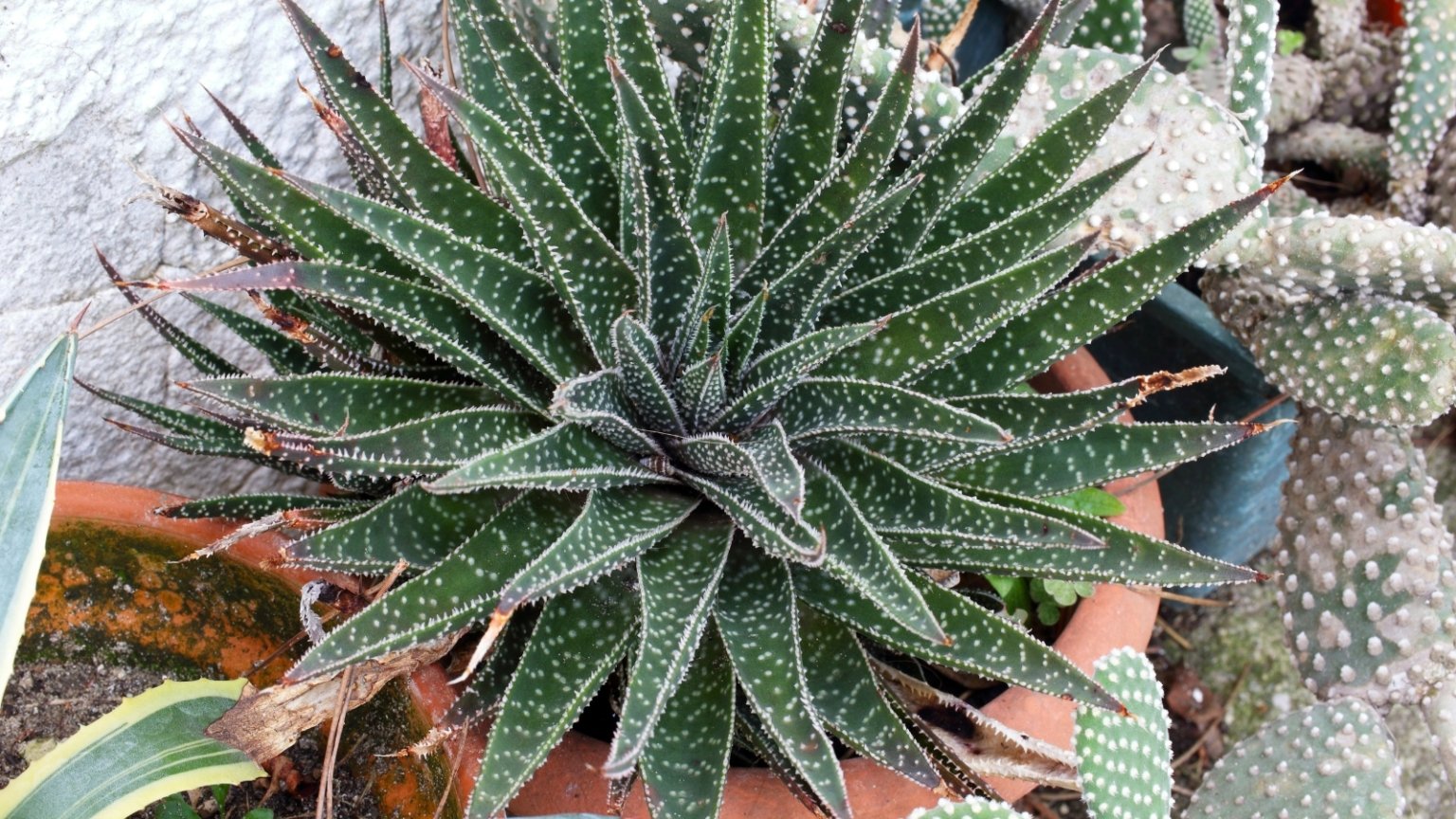 How to Plant, Grow, and Care for Aloe Aristata