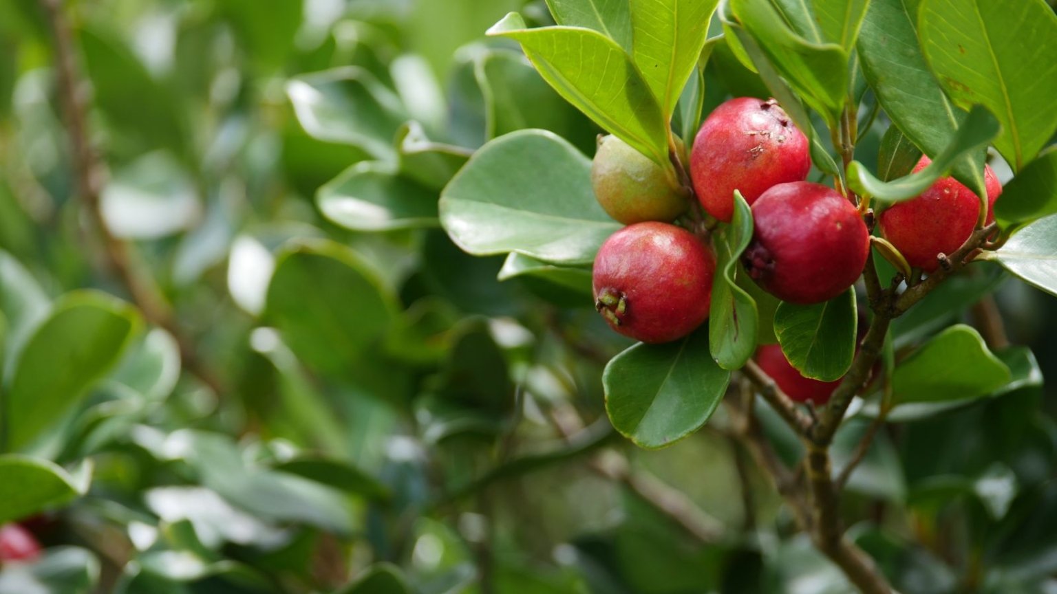 How to Plant, Grow, and Care for Strawberry Guava Tree