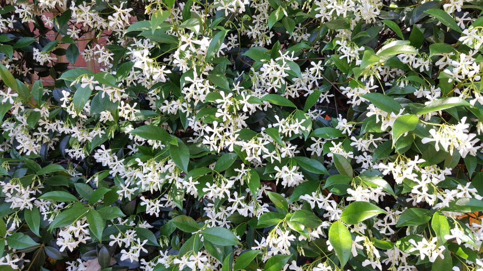 How to Plant, Grow, and Care for Star Jasmine