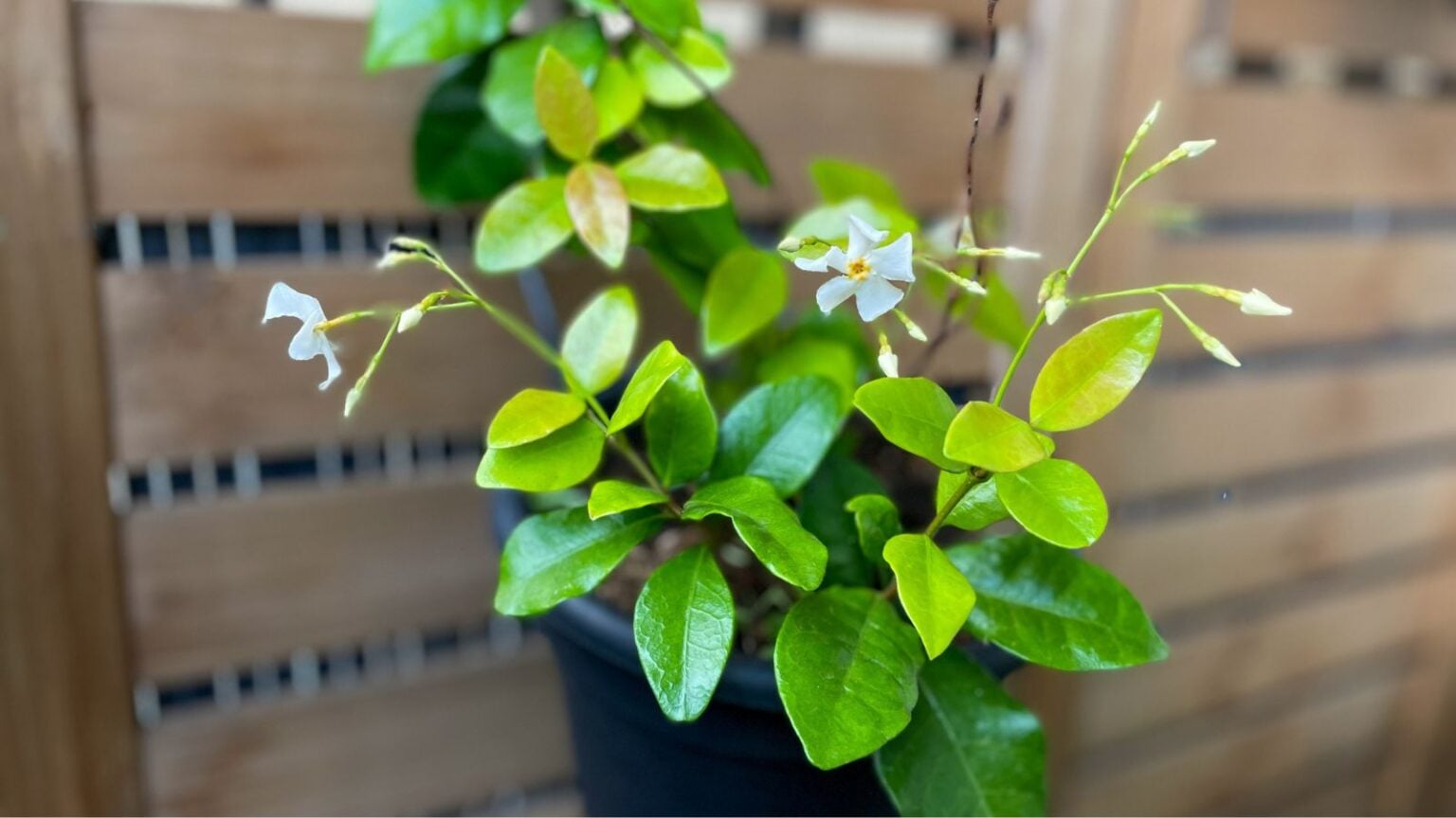 How to Plant, Grow, and Care for Star Jasmine
