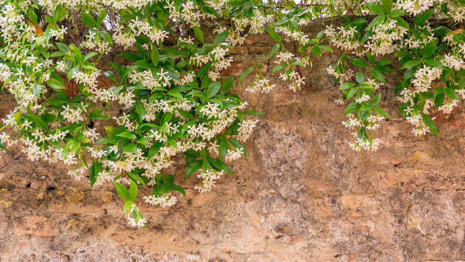 How to Plant, Grow, and Care for Star Jasmine