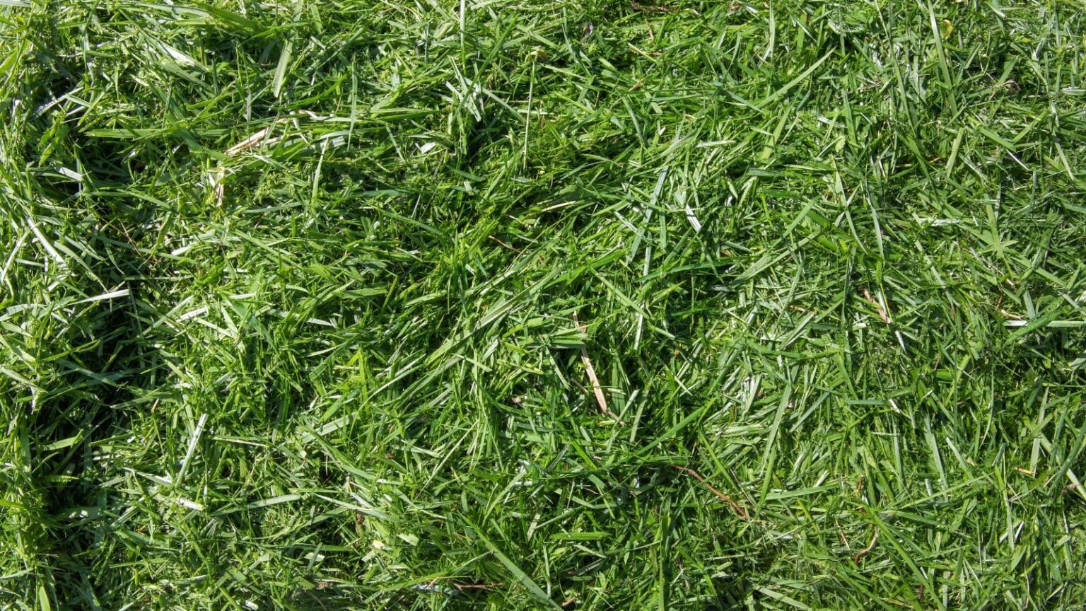 How to Use Grass Clippings In the Garden