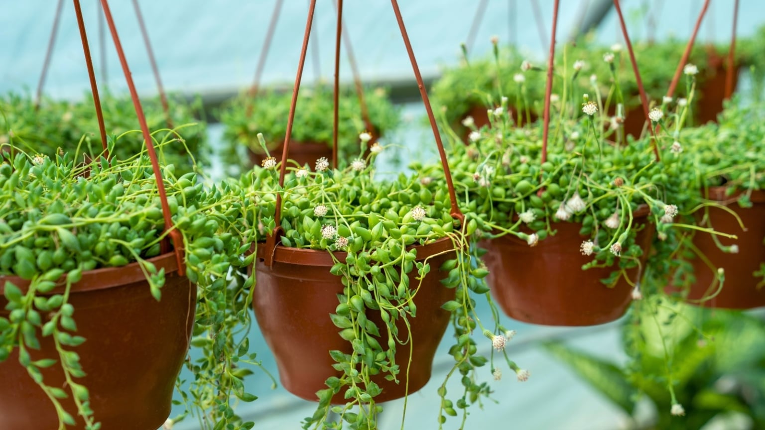 How to Plant, Grow, and Care for String of Pearls
