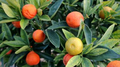 How to Plant, Grow, and Care for a Kumquat Tree