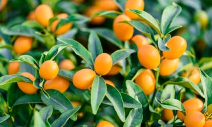 Kumquat Tree Care: How to Grow Kumquats - Epic Gardening
