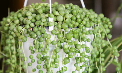 String of Pearls: Succulent Stems You'll Love - Epic Gardening