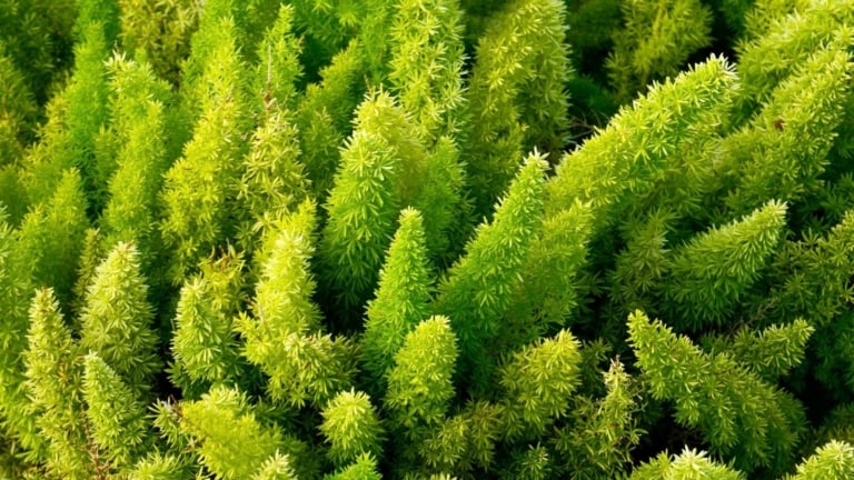 How to Plant, Grow, and Care for Foxtail Ferns