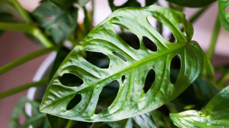 How to Plant, Grow, and Care for Monstera Adansonii