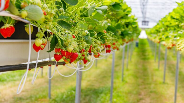 Hydroponic Strawberries: Complete Guide to Growing Strawberries Without ...