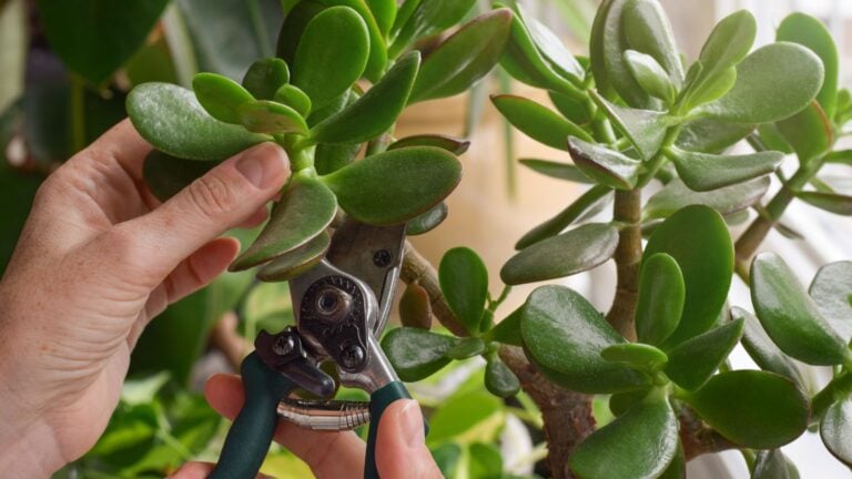 Pruning Jade Plants: Tips for Big, Bushy Growth