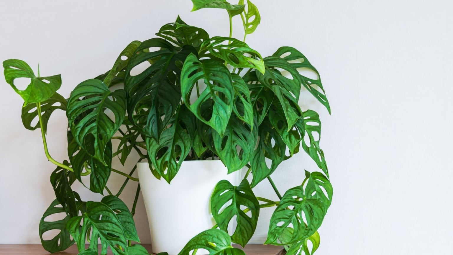 How to Plant, Grow, and Care for Monstera Adansonii