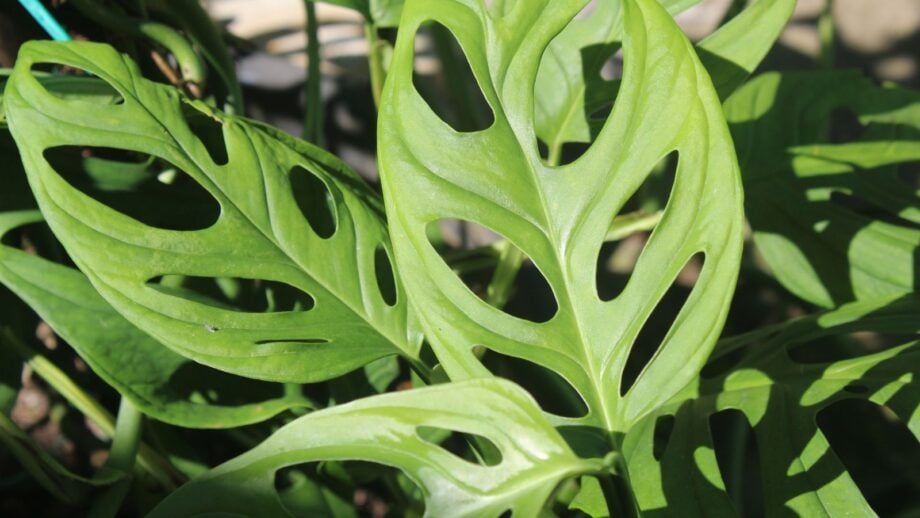 How to Plant, Grow, and Care for Monstera Adansonii