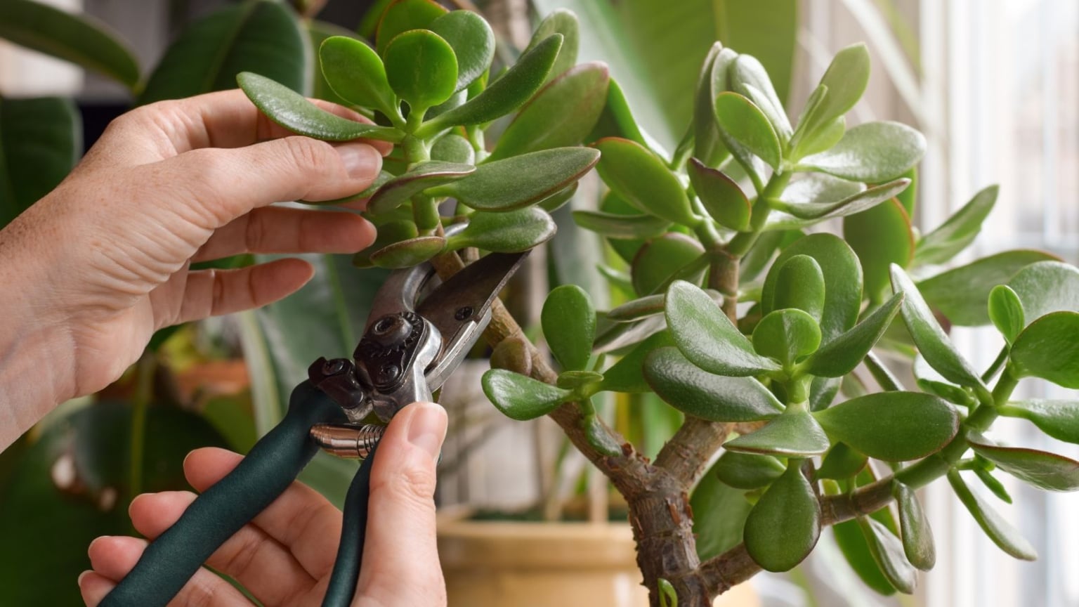 Pruning Jade Plants: Tips for Big, Bushy Growth