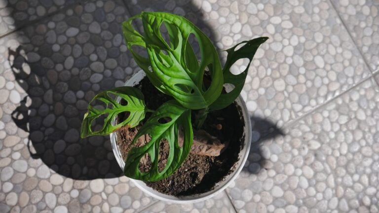 How to Plant, Grow, and Care for Monstera Adansonii
