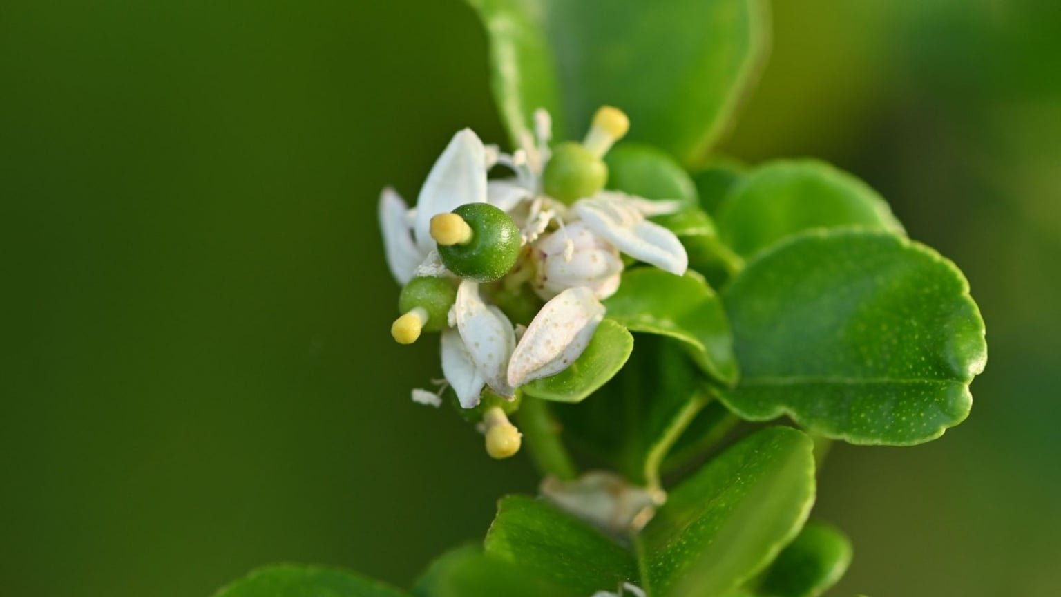 How to Plant, Grow, and Care for Key Lime Trees