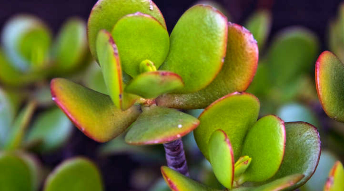 Jade Plant Pruning Tips To Improve Growth - Epic Gardening