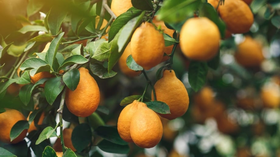 How to Plant, Grow, and Care for Meyer Lemon Trees