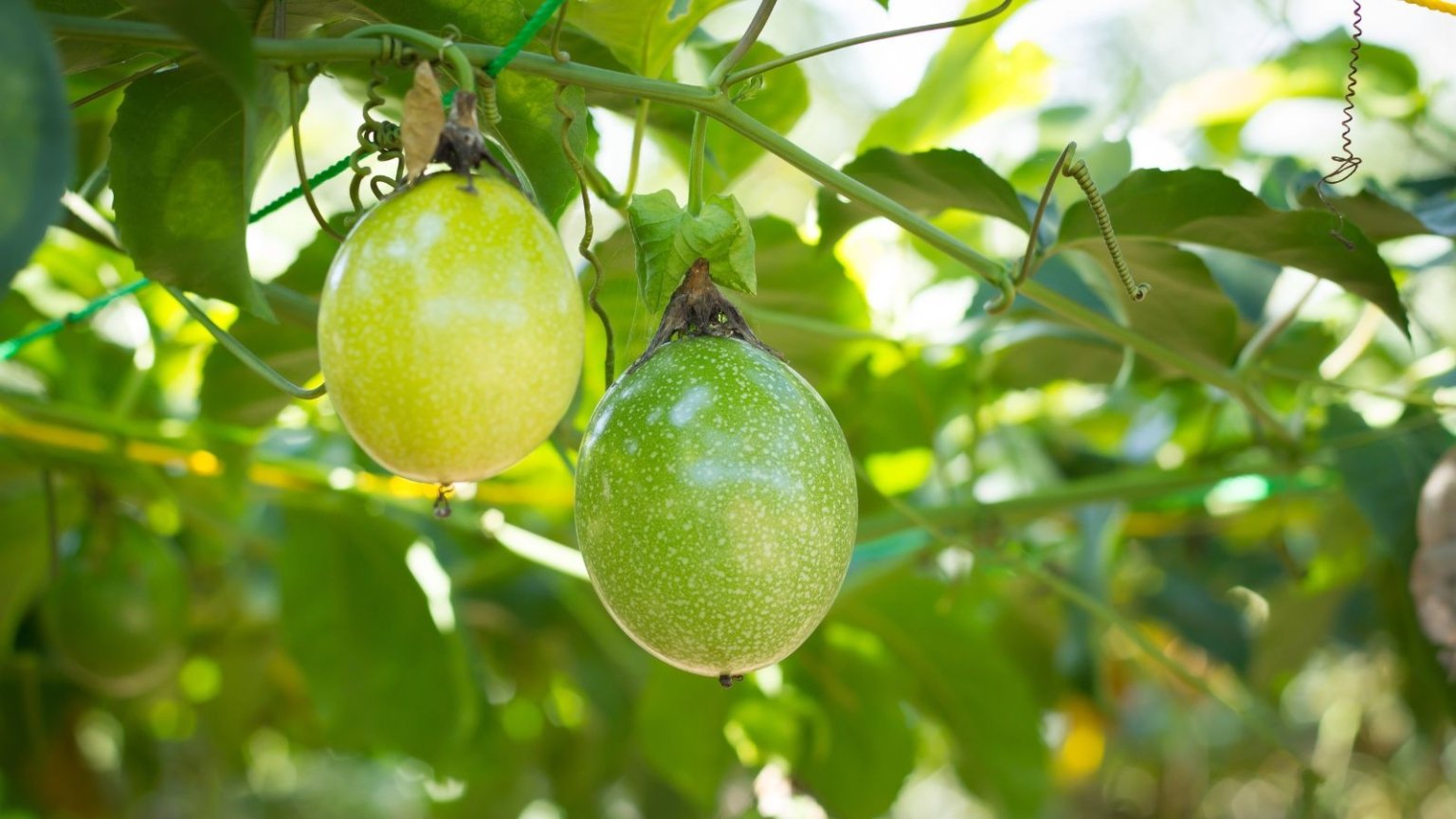 How to Plant, Grow, and Care for Passion Fruit
