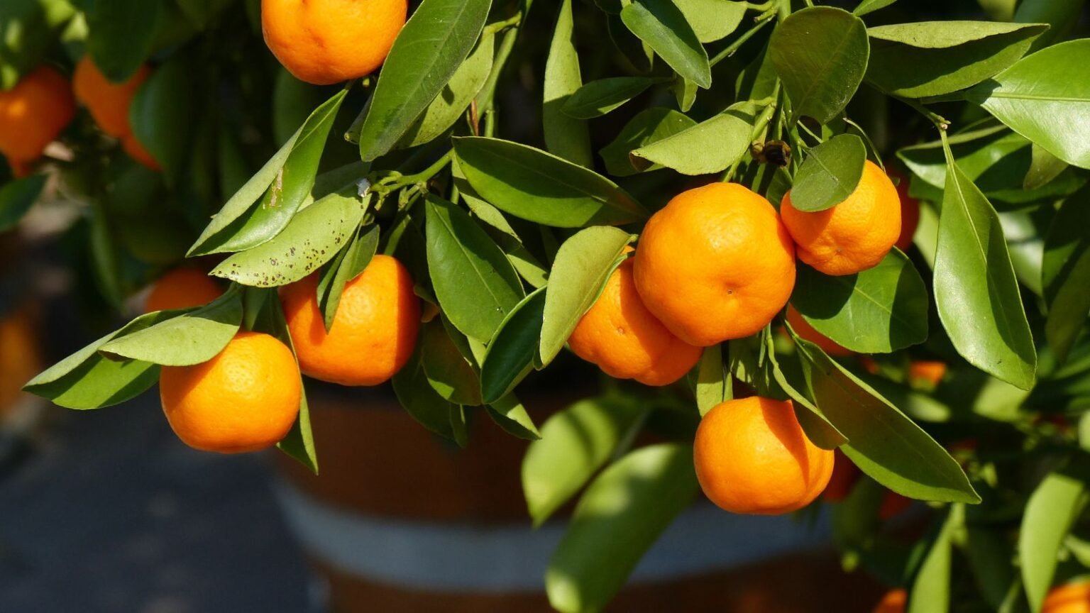 How to Plant, Grow, and Care for a Clementine Tree - Epic Gardening