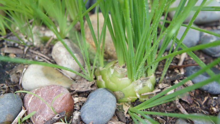 How to Plant, Grow, and Care for Albuca Spiralis