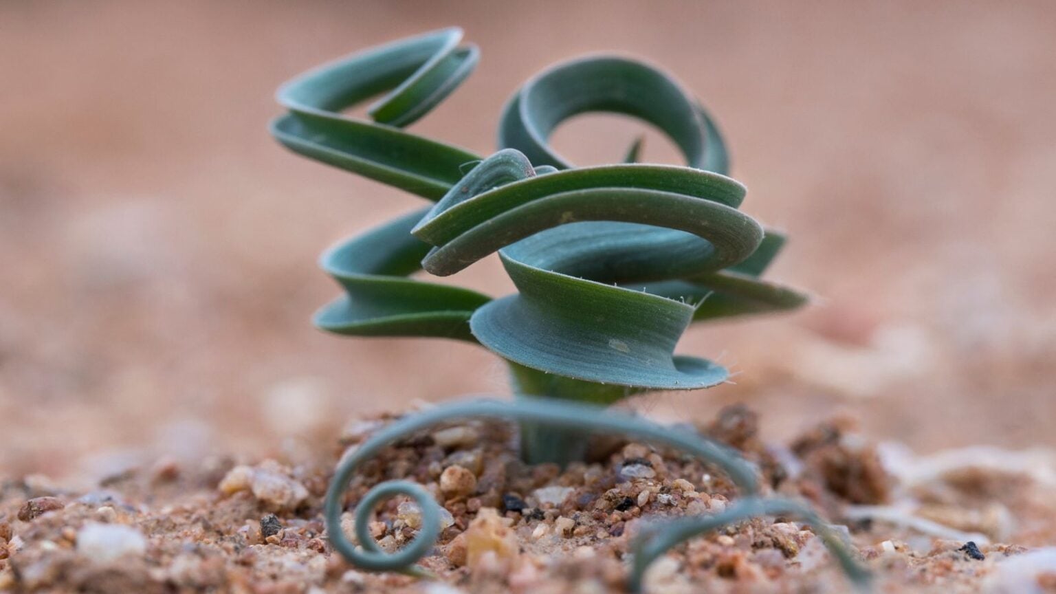 How to Plant, Grow, and Care for Albuca Spiralis