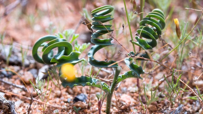 How to Plant, Grow, and Care for Albuca Spiralis