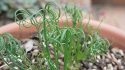 How to Plant, Grow, and Care for Albuca Spiralis