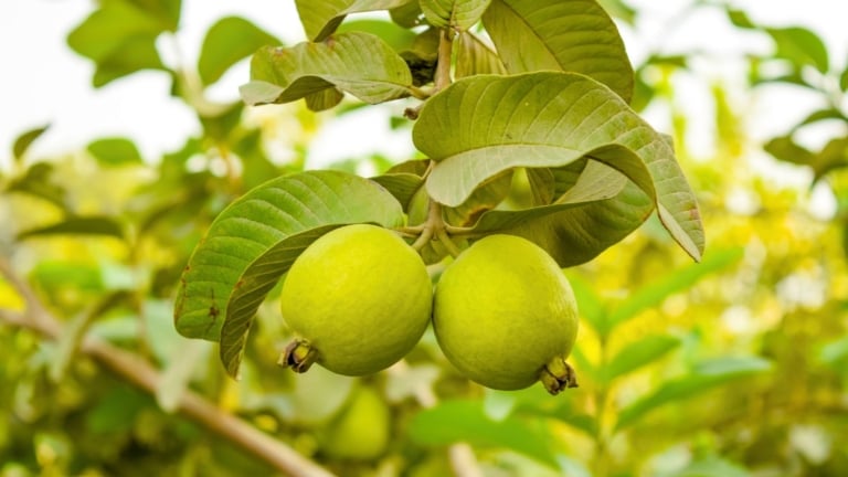 How to Plant, Grow, and Care for a Guava Tree
