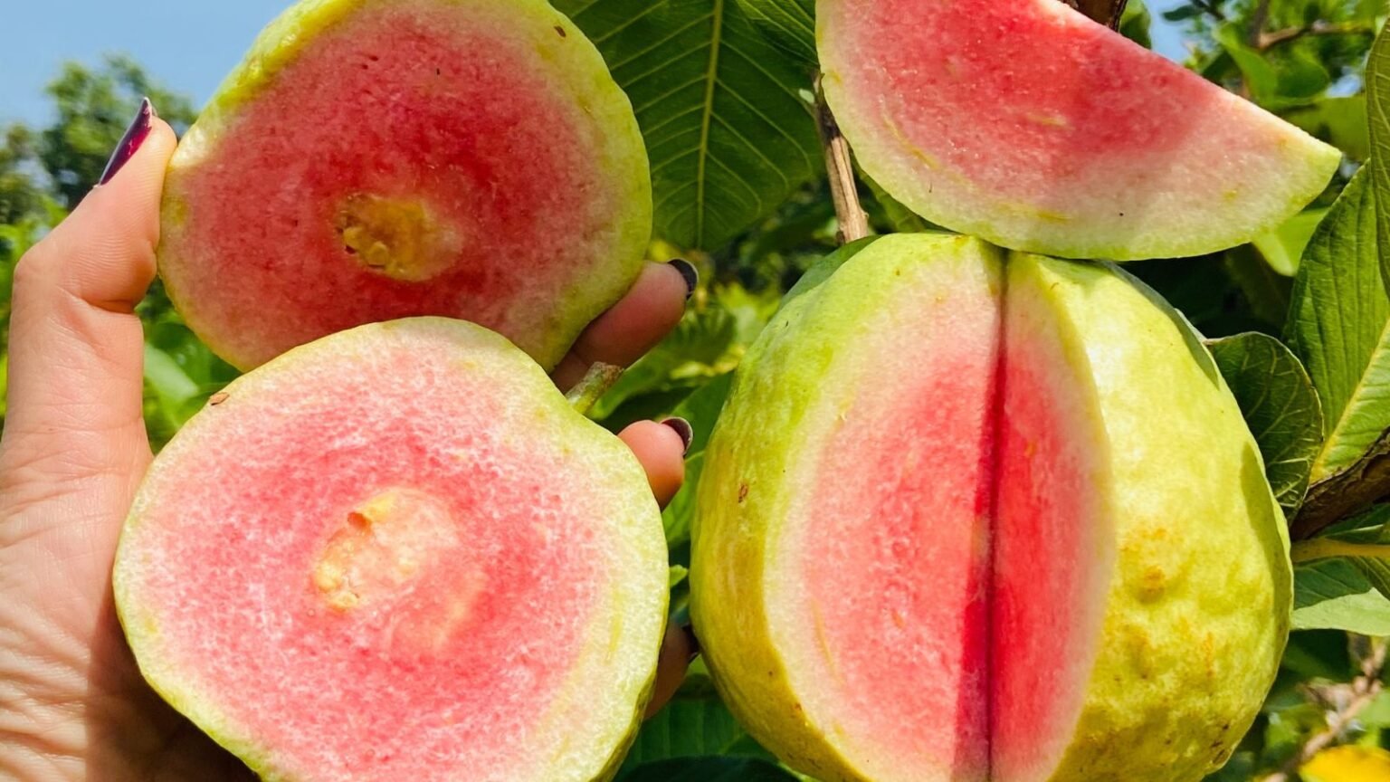 How to Plant, Grow, and Care for a Guava Tree
