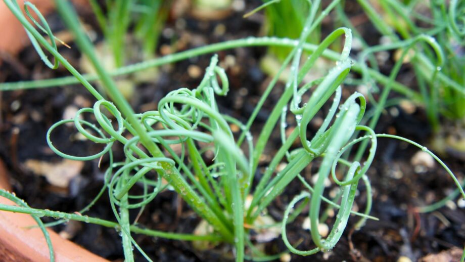 How to Plant, Grow, and Care for Albuca Spiralis