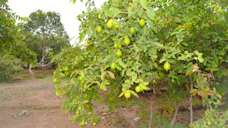 How to Plant, Grow, and Care for a Guava Tree