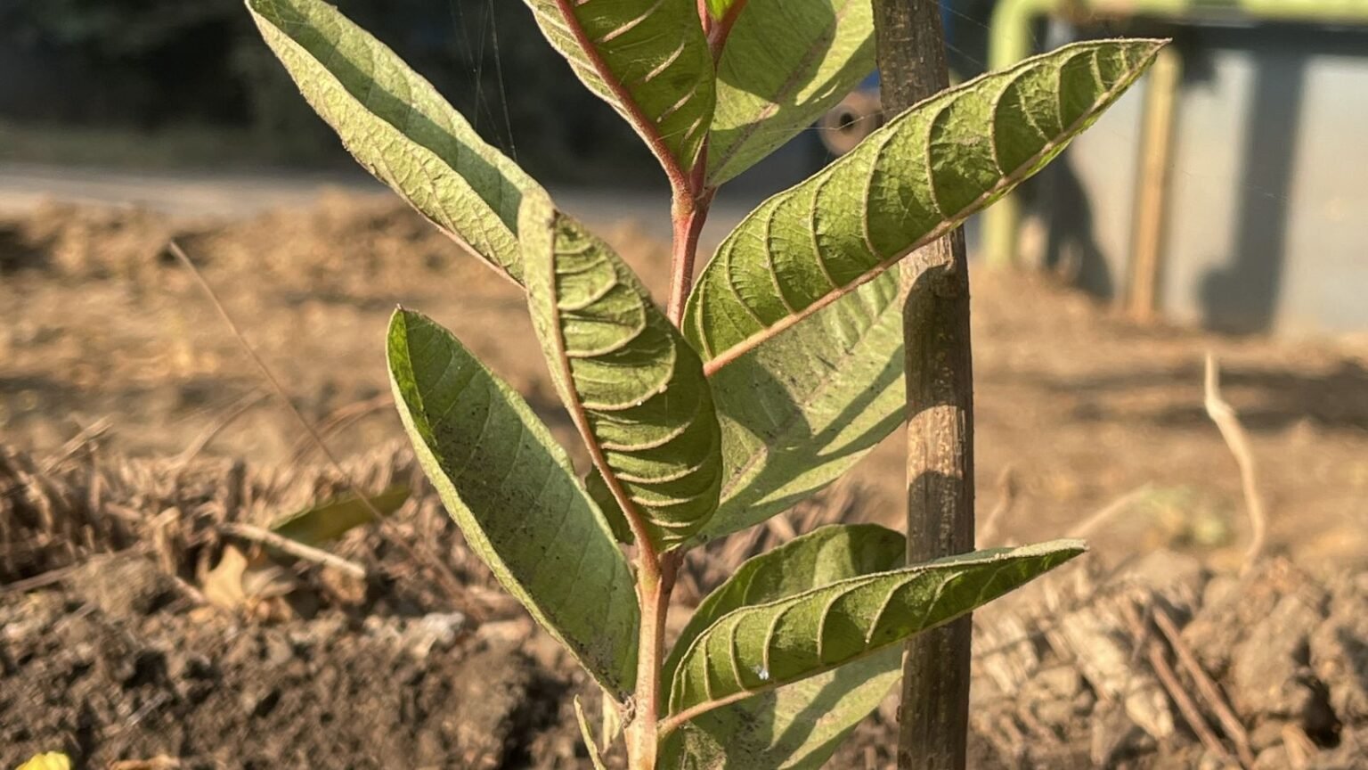How to Plant, Grow, and Care for a Guava Tree