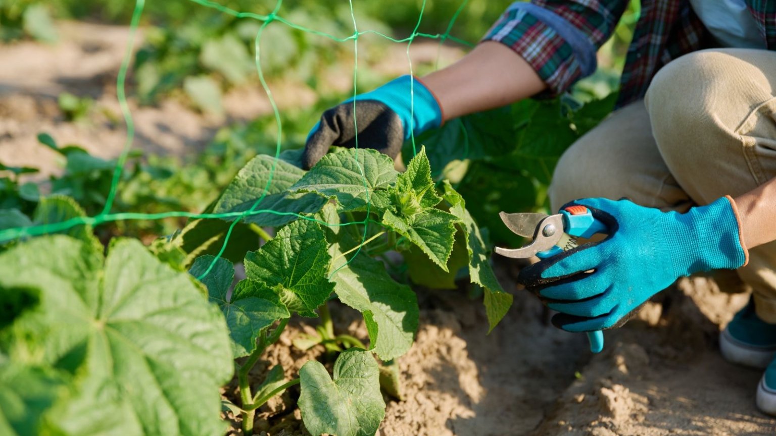 A Quick Guide to Pruning Cucumbers