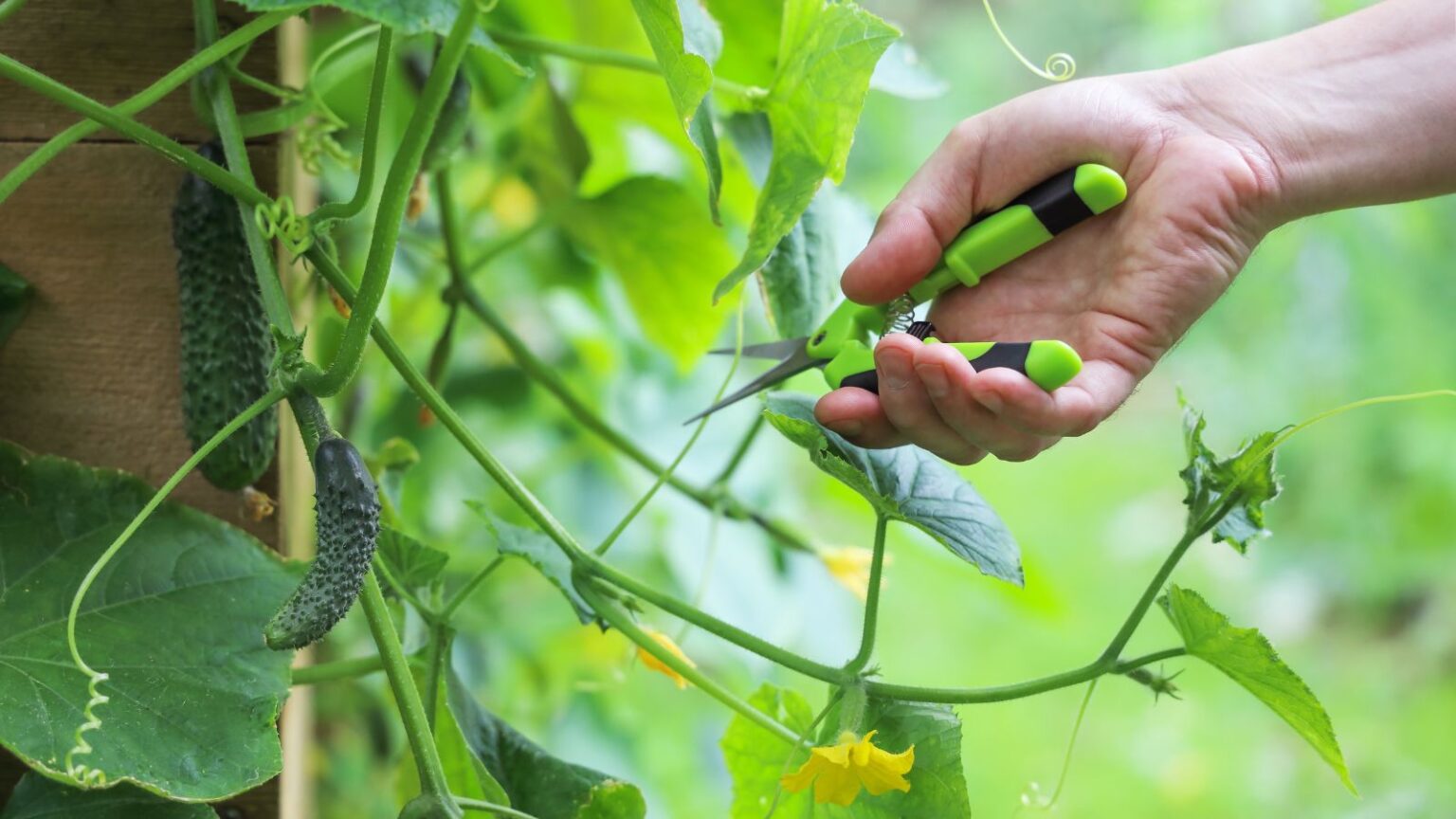 A Quick Guide to Pruning Cucumbers