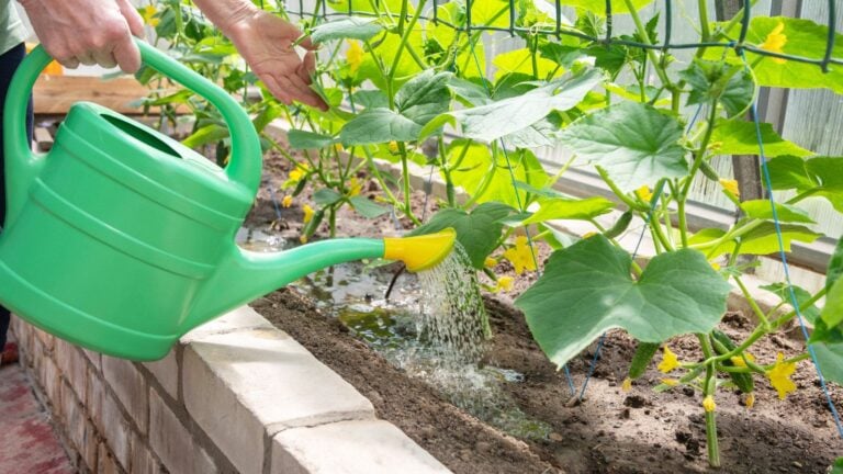 Growing Giant Vegetables: 5 Tips to Get The Biggest Crops