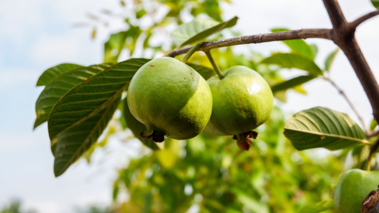 How to Plant, Grow, and Care for a Guava Tree