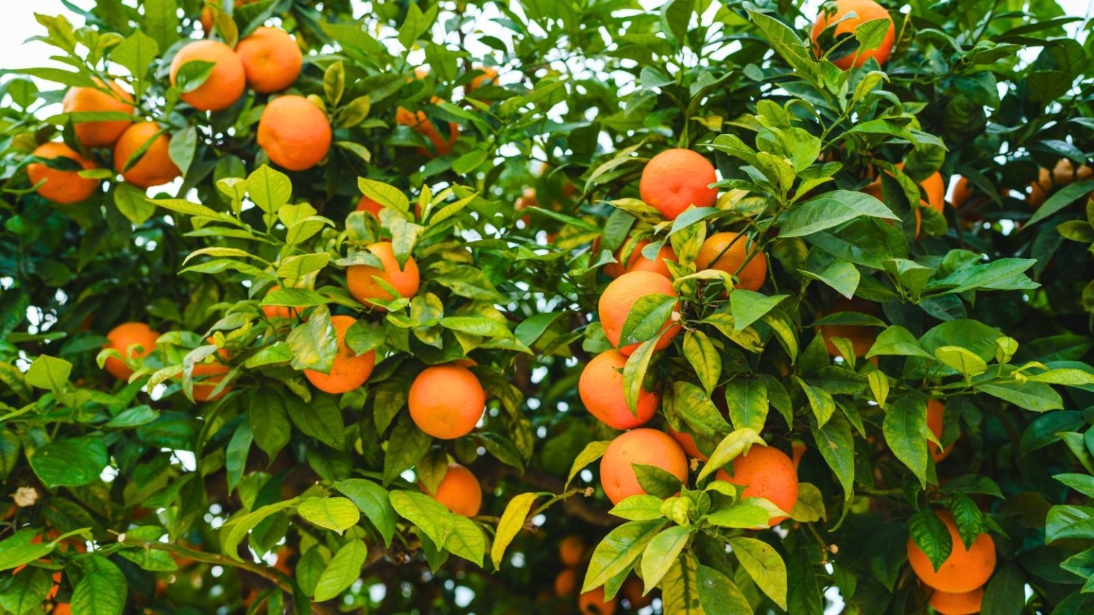 How to Plant, Grow, and Care for a Clementine Tree - Epic Gardening