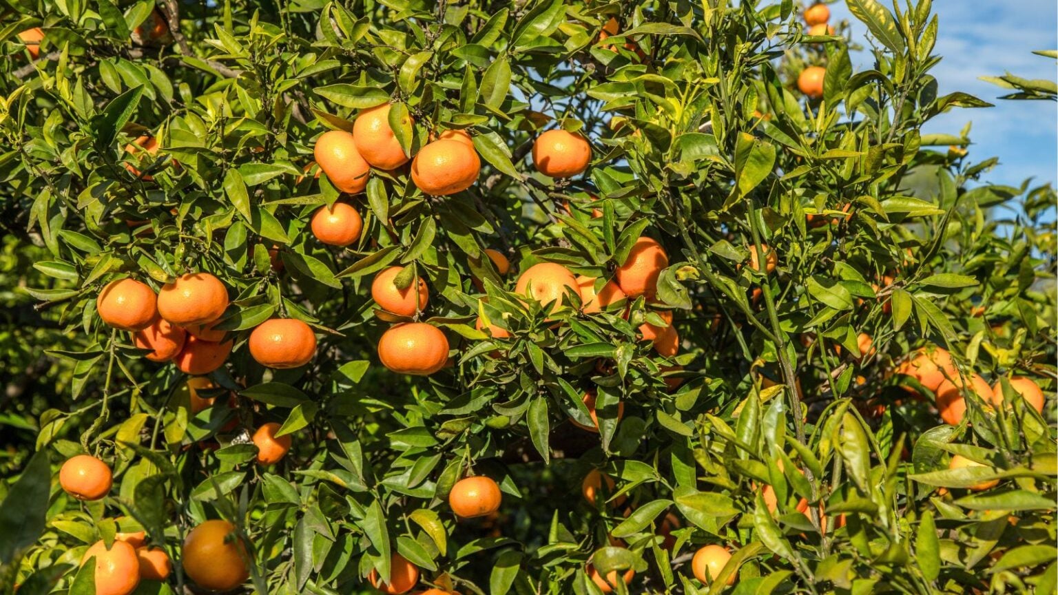 How to Plant, Grow, and Care for a Clementine Tree - Epic Gardening