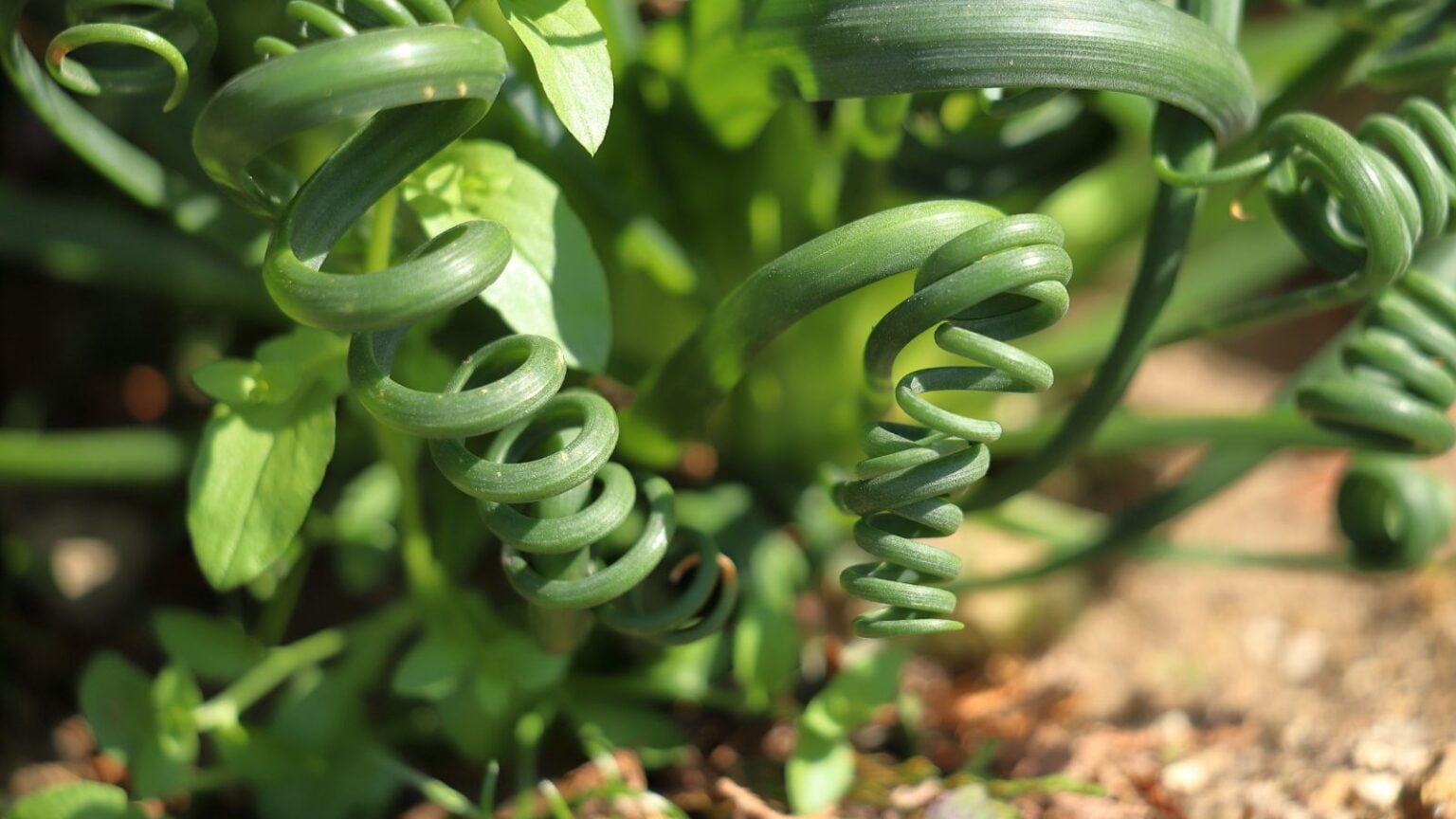 How to Plant, Grow, and Care for Albuca Spiralis